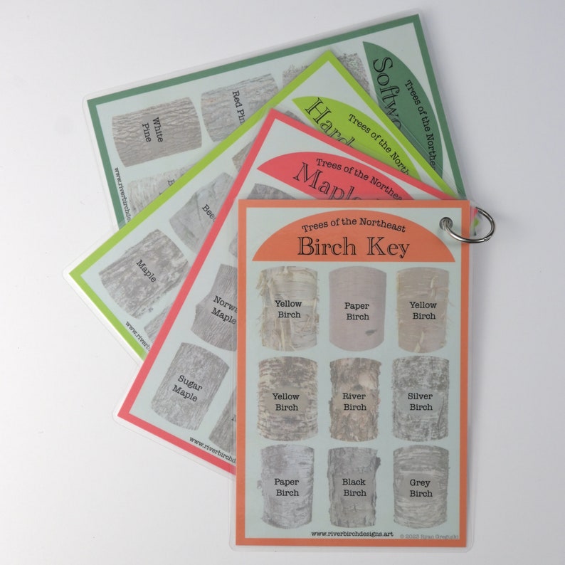 Trees of the Northeast 4x6 Inch Waterproof Laminated Tree ...