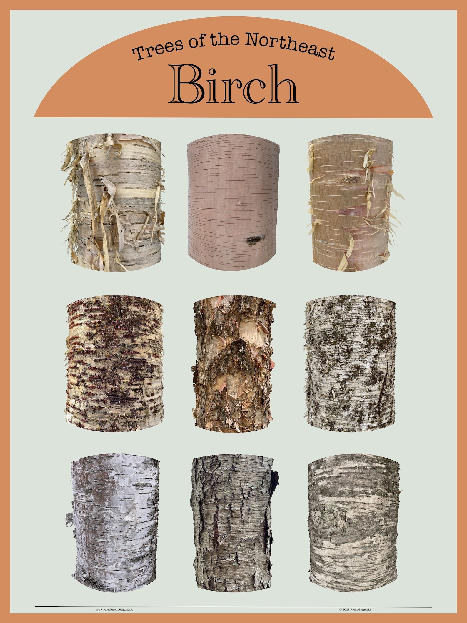 Trees of the Northeast Birch Bark Poster 18"x24": 9 Unique Birch Tree ...