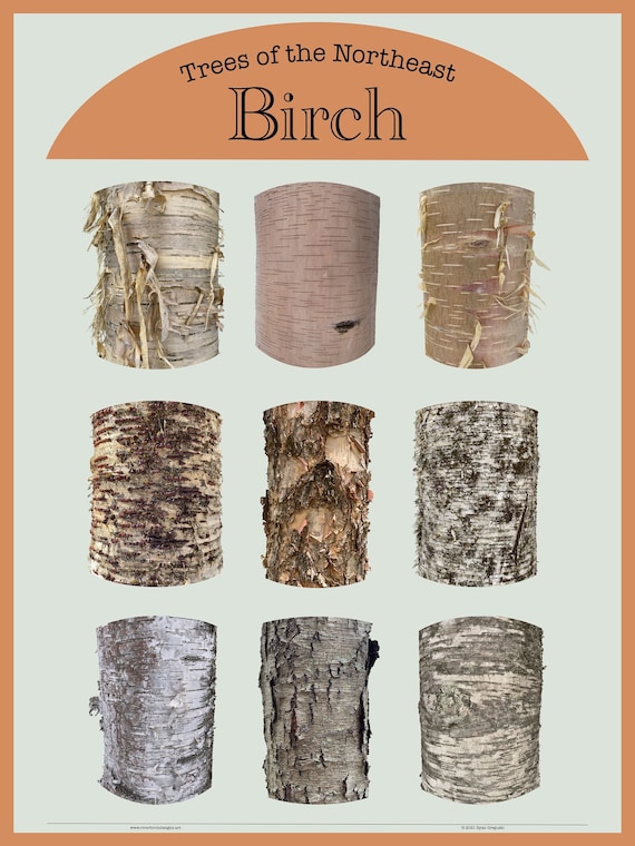 Trees of the Northeast Birch Bark Poster 18x24: 9 - Etsy
