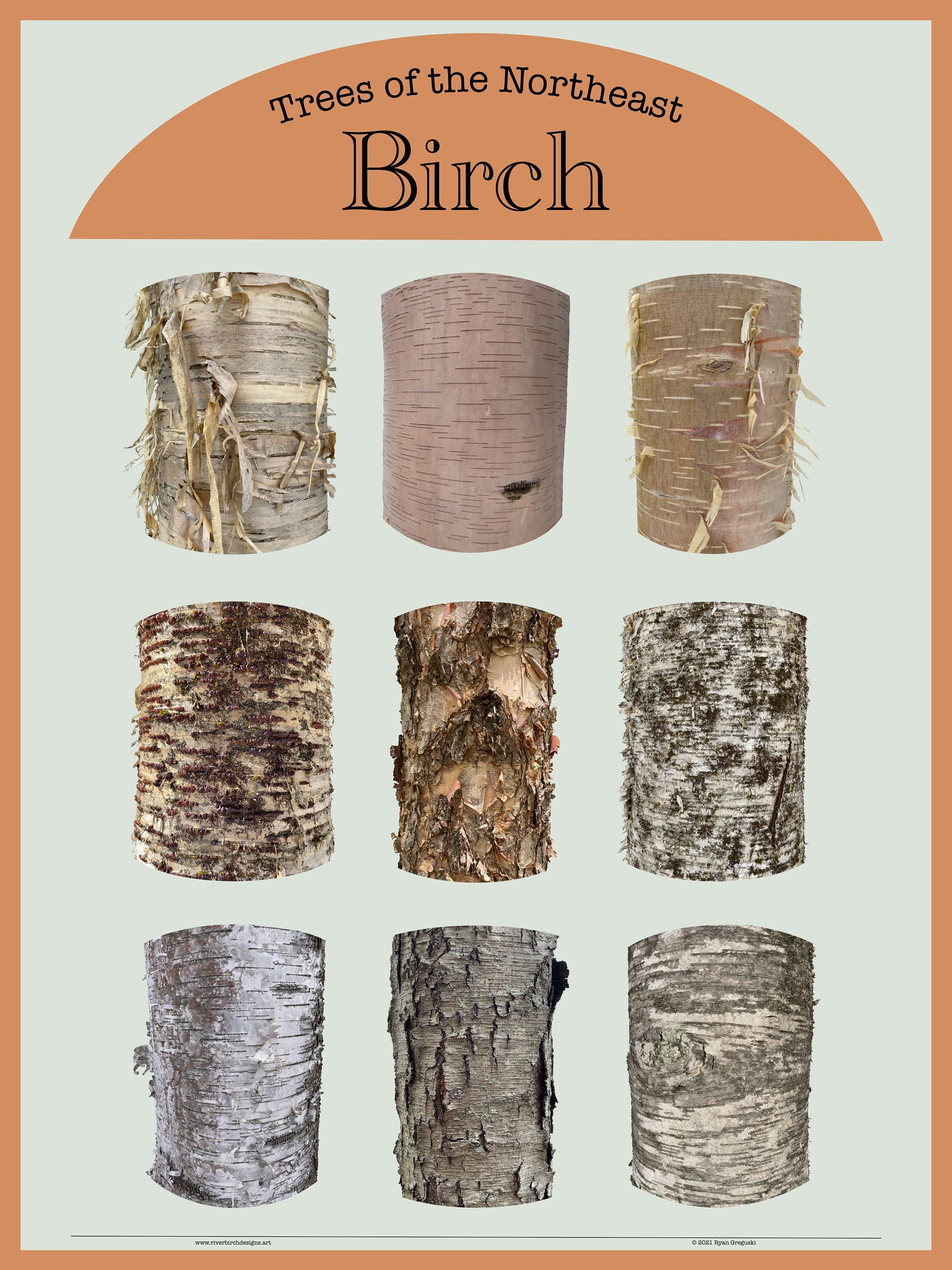 Trees of the Northeast Birch Bark Poster 18"x24": 9 Unique Birch Tree ...