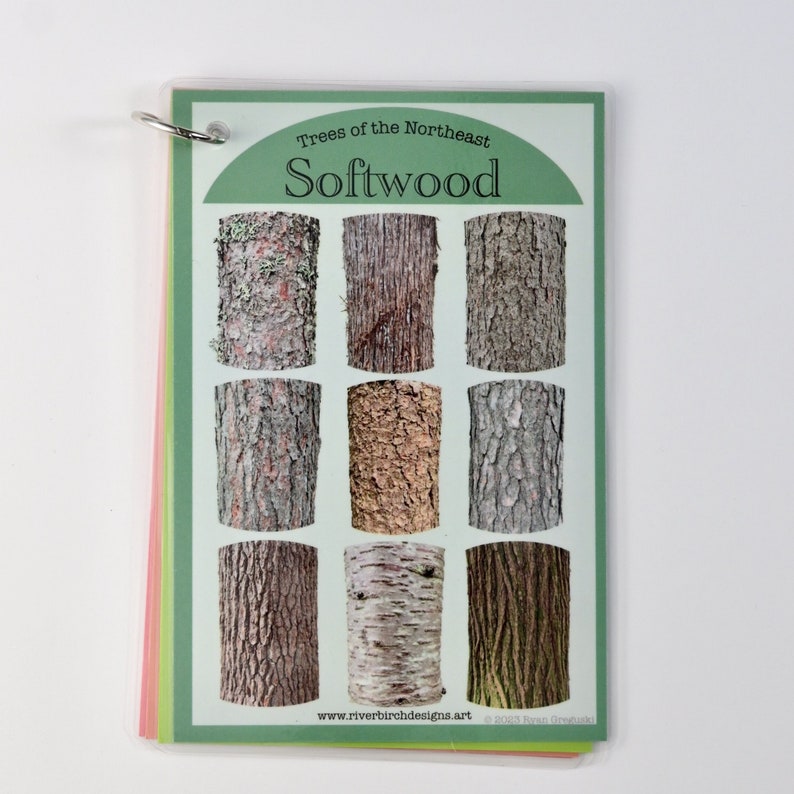 Trees of the Northeast 4x6 Inch Waterproof Laminated Tree ...