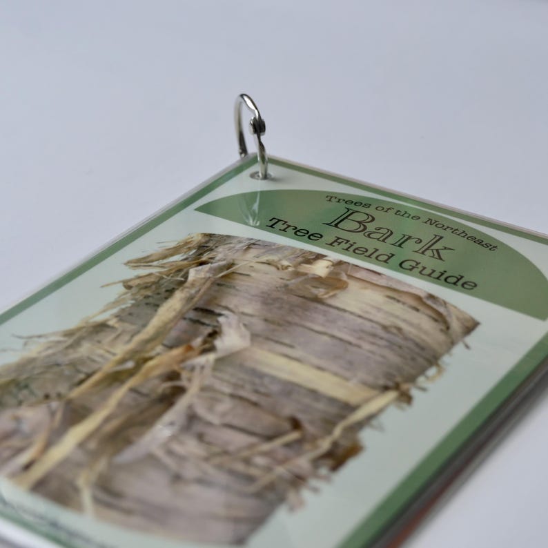 Waterproof Tree Field Guide; Laminated 4x6" Trees of the Northeast ...