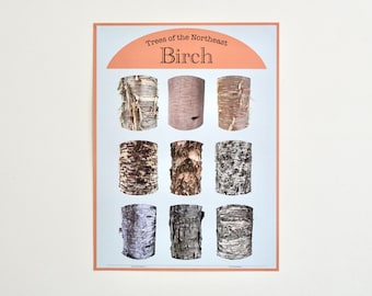 Bark of British Trees - Identification Poster - Download - Etsy