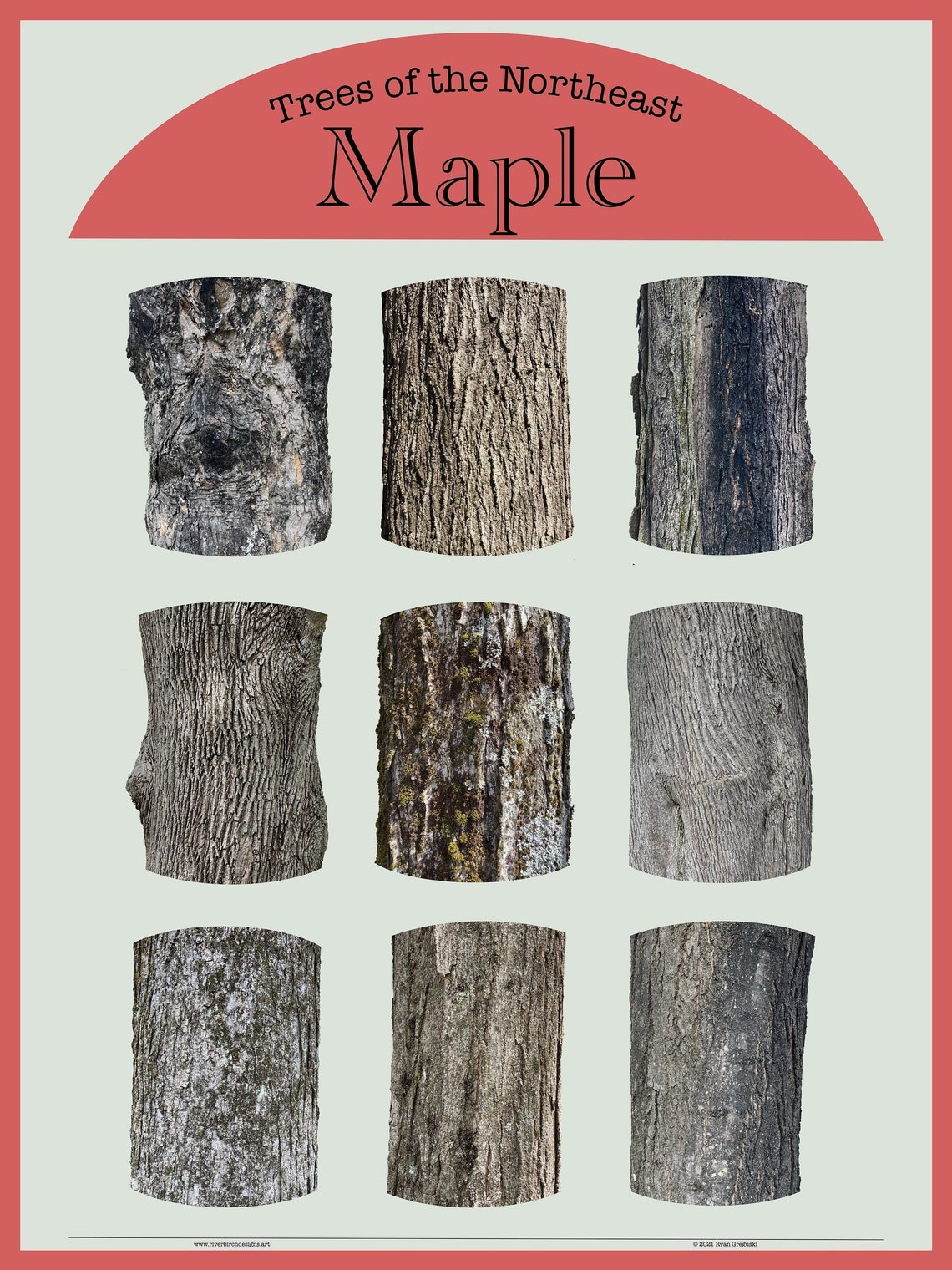 Trees of the Northeast Maple Bark Poster 18"x24": 9 Unique Maple Tree ...