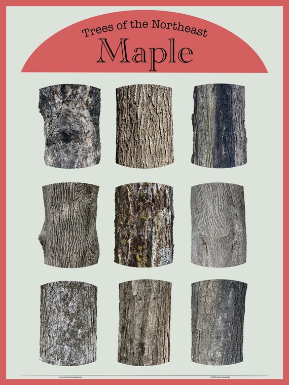 Trees of the Northeast Maple Bark Poster 18x24: 9 - Etsy