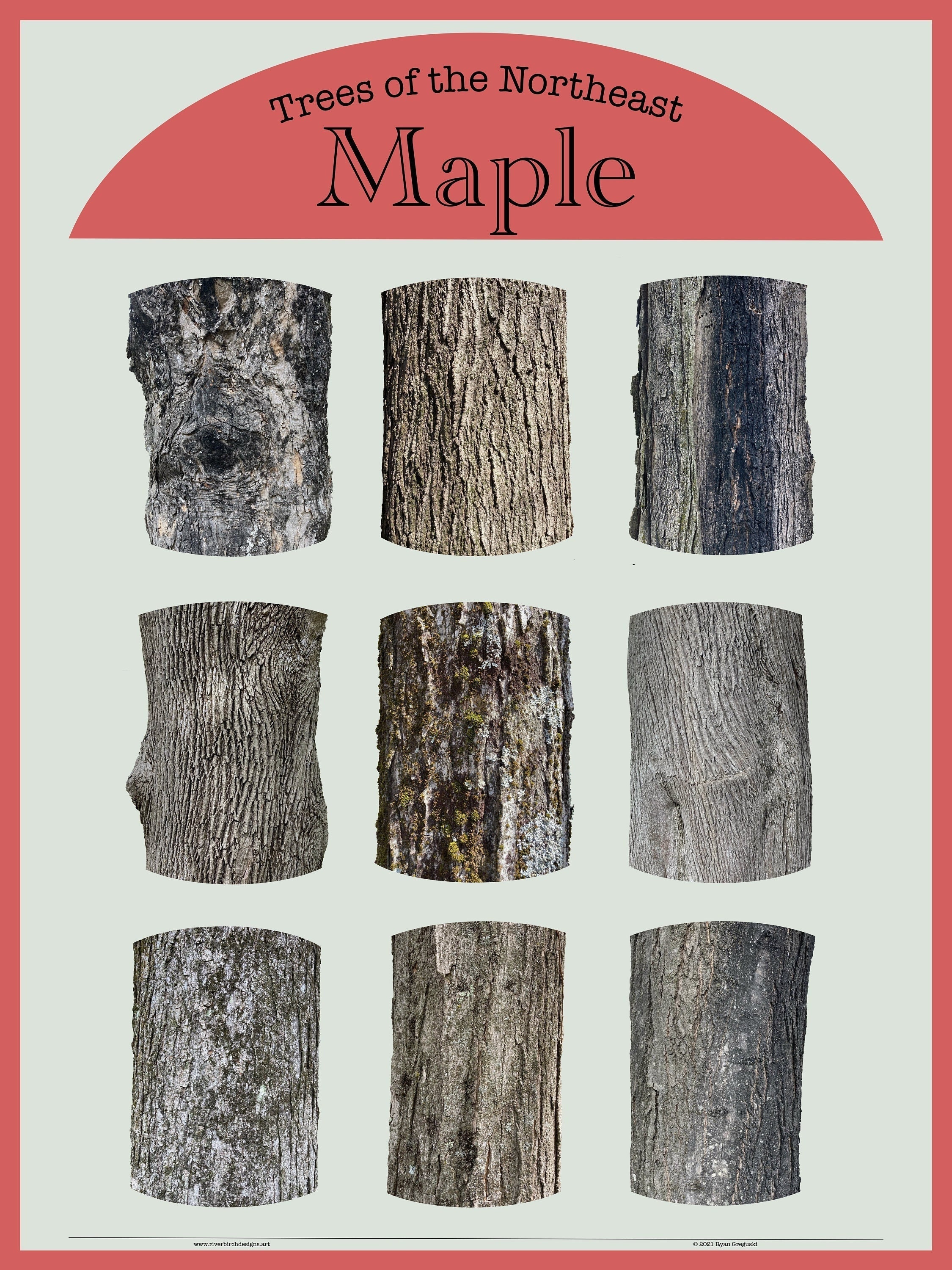 Maple Tree Bark Drawing
