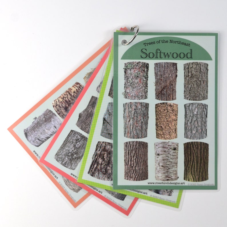 Trees of the Northeast 4x6 Inch Waterproof Laminated Tree ...