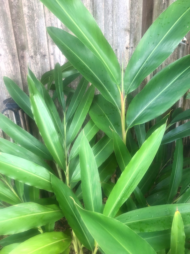 Shell Ginger Plant - Etsy