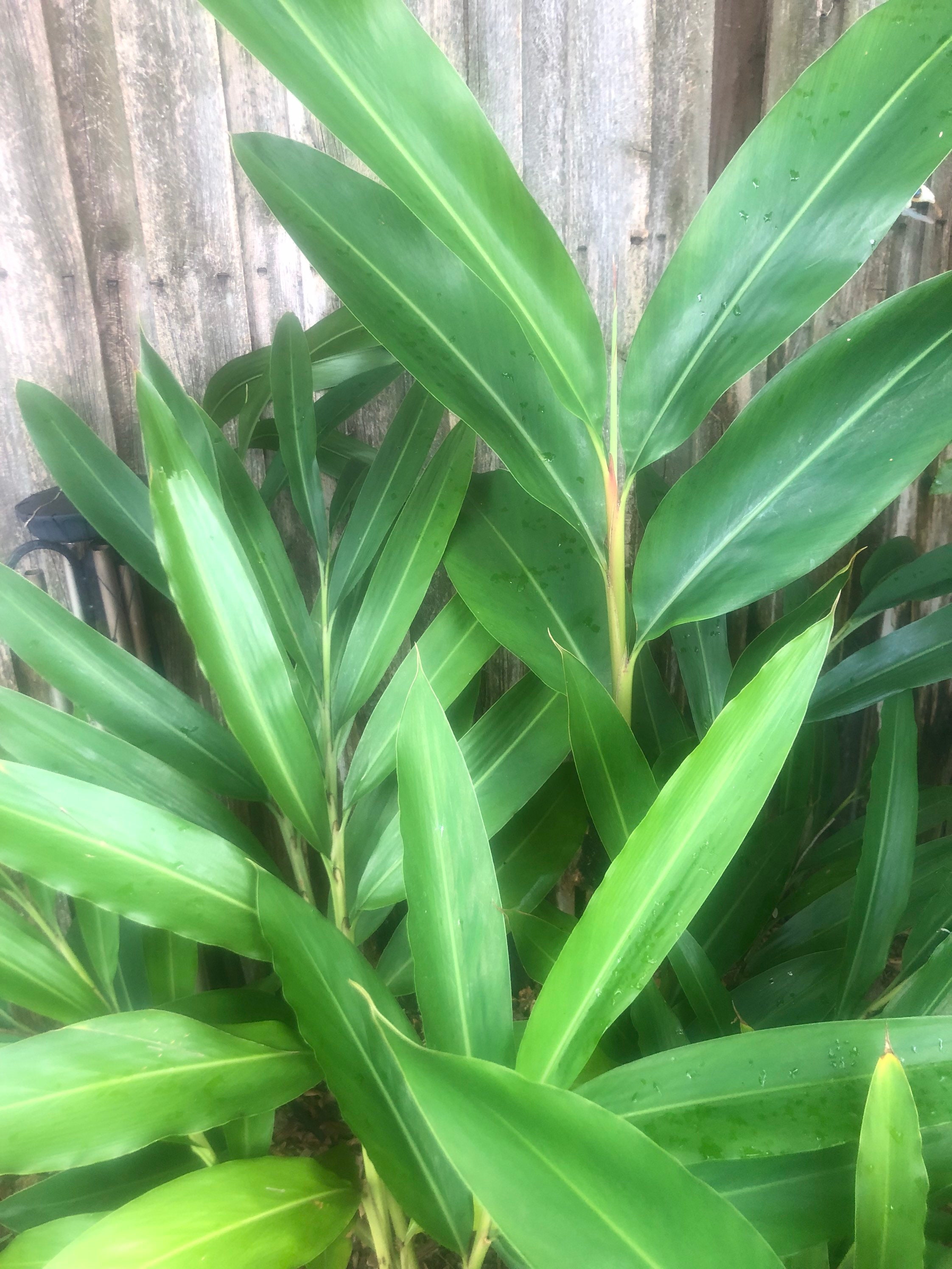 Shell Ginger Plant - Etsy