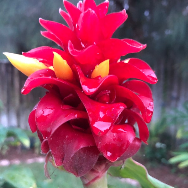 Pink Pineapple Plant - Etsy