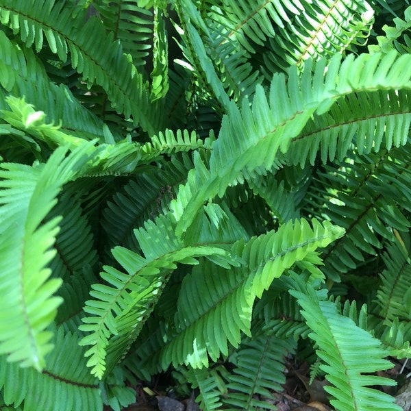 Sword Fern Plant - Etsy