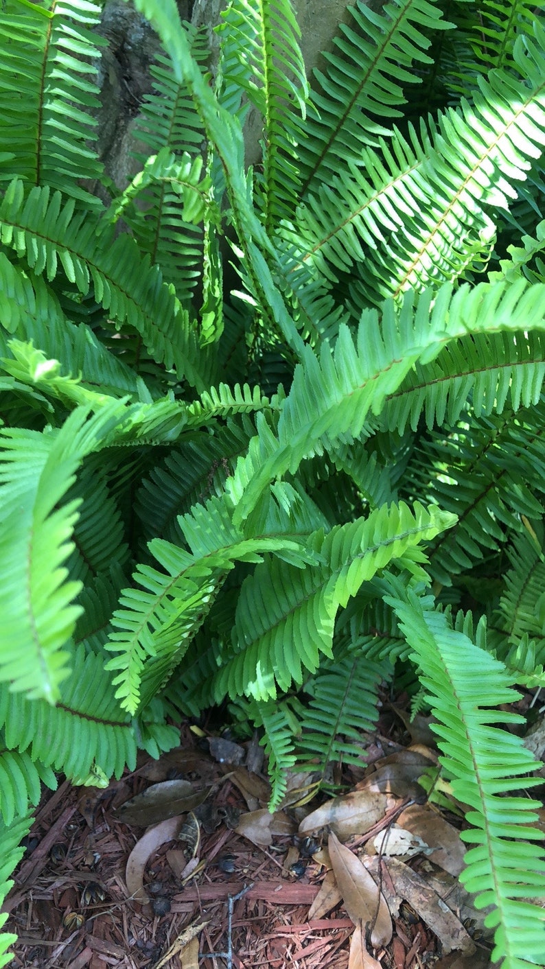 Sword Fern Plant - Etsy