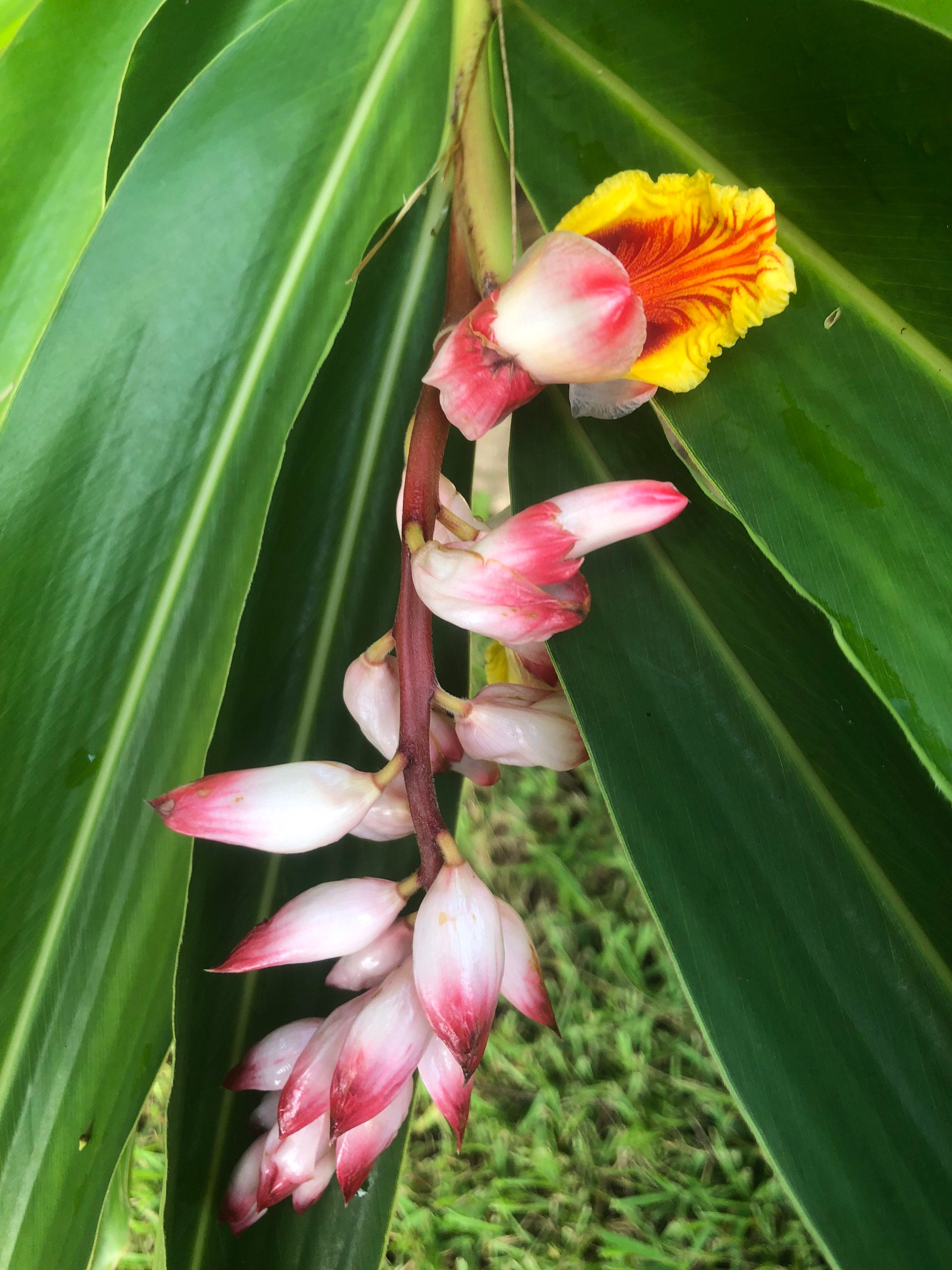 Shell Ginger Plant - Etsy