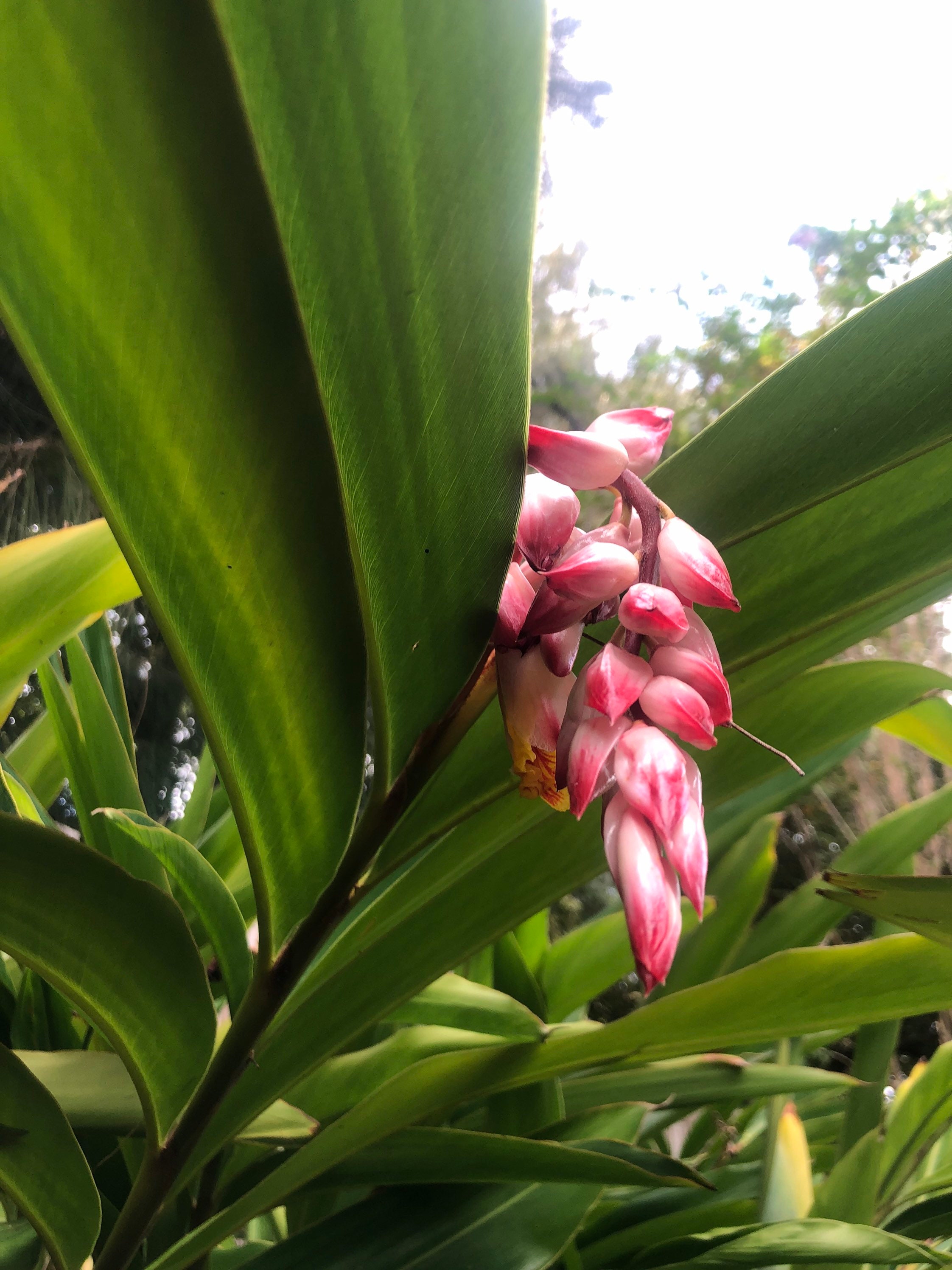 Shell Ginger Plant - Etsy