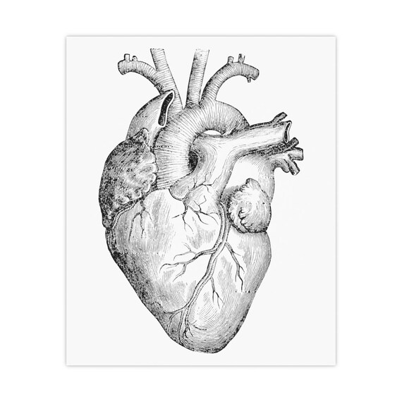 Vintage Anatomy Heart Poster - Etsy