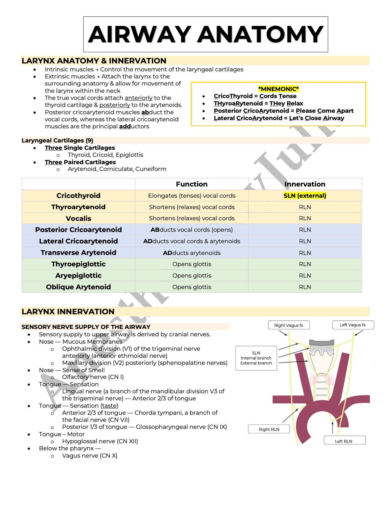Anesthesia Airway Anatomy & Physiology Review BOARDS REVIEW - Etsy ...