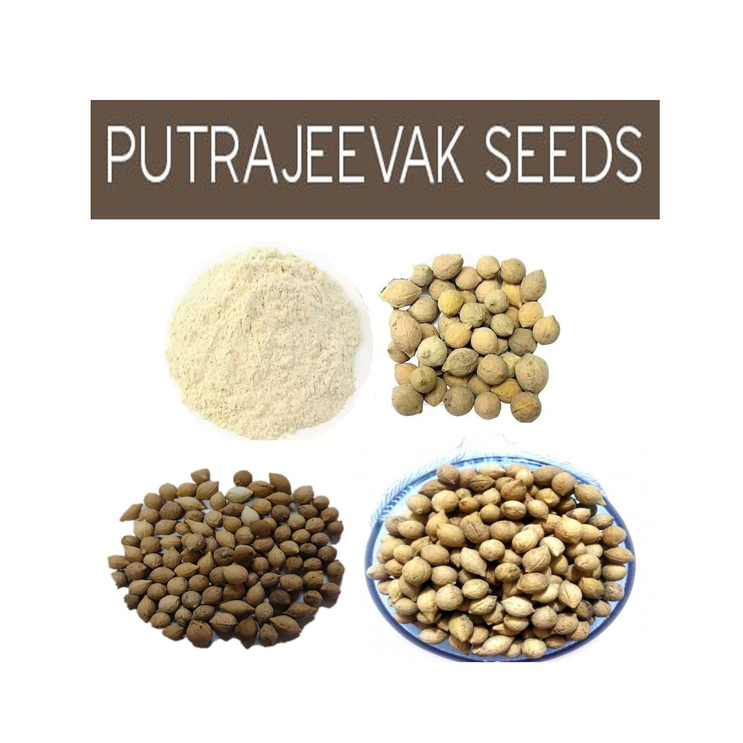 Putra Jeevak Beej, Putranjiva Roxburghii, Jiyopota, Putrajeevak Beej ...