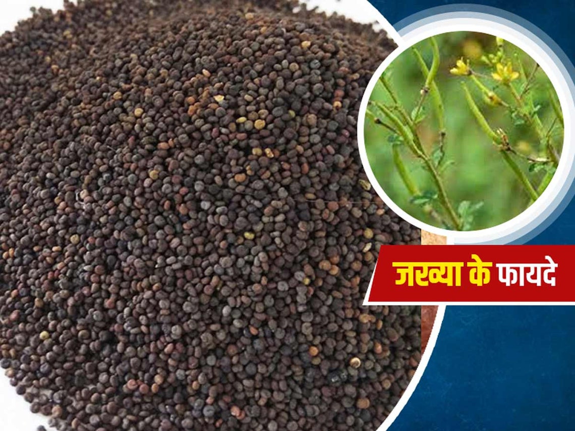 Organic Jakhya Seed, Wild Mustard, Himalayan Jakhya, Cleome Viscose ...