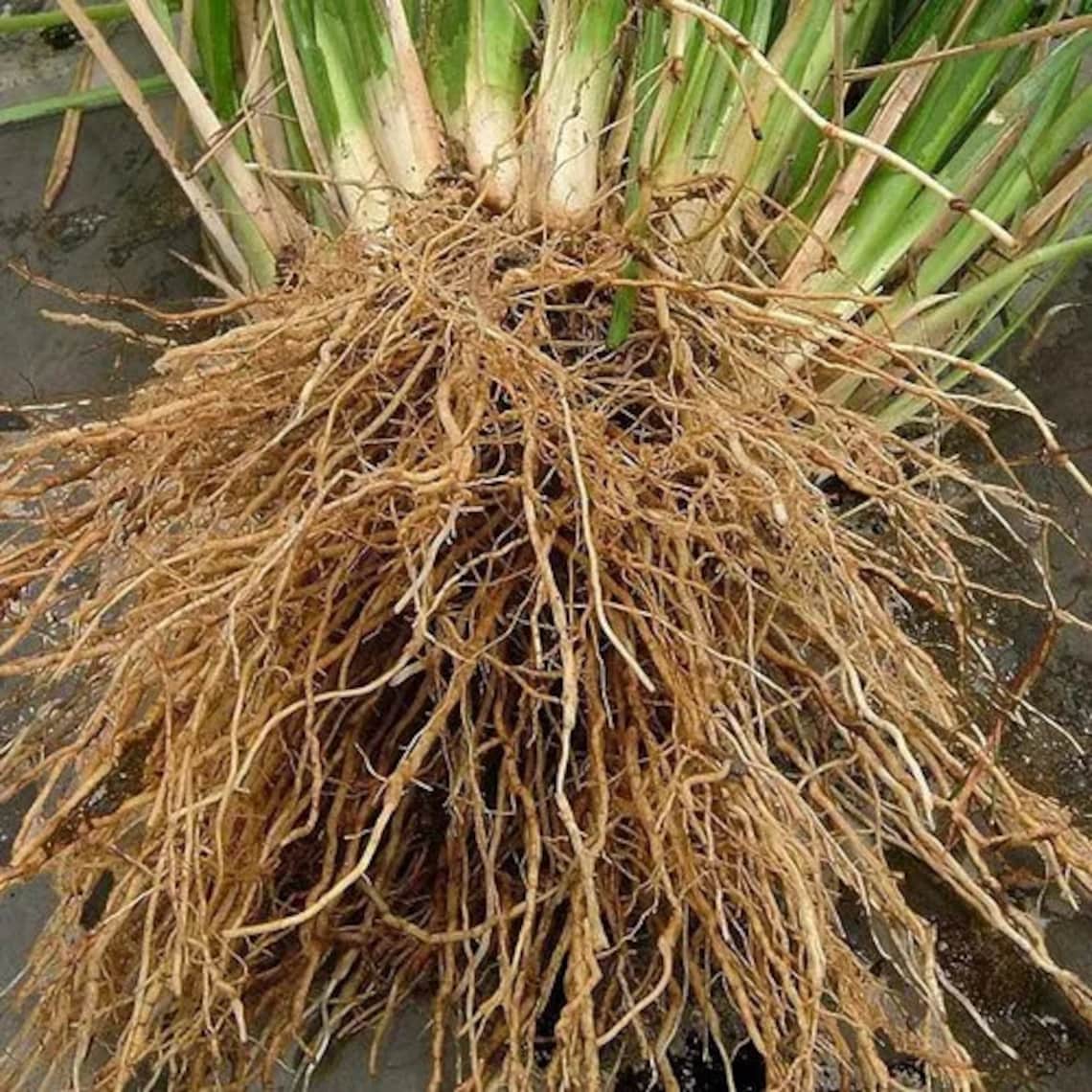 Organic Vetiver Root Natural Organic Herb Chrysopogon - Etsy