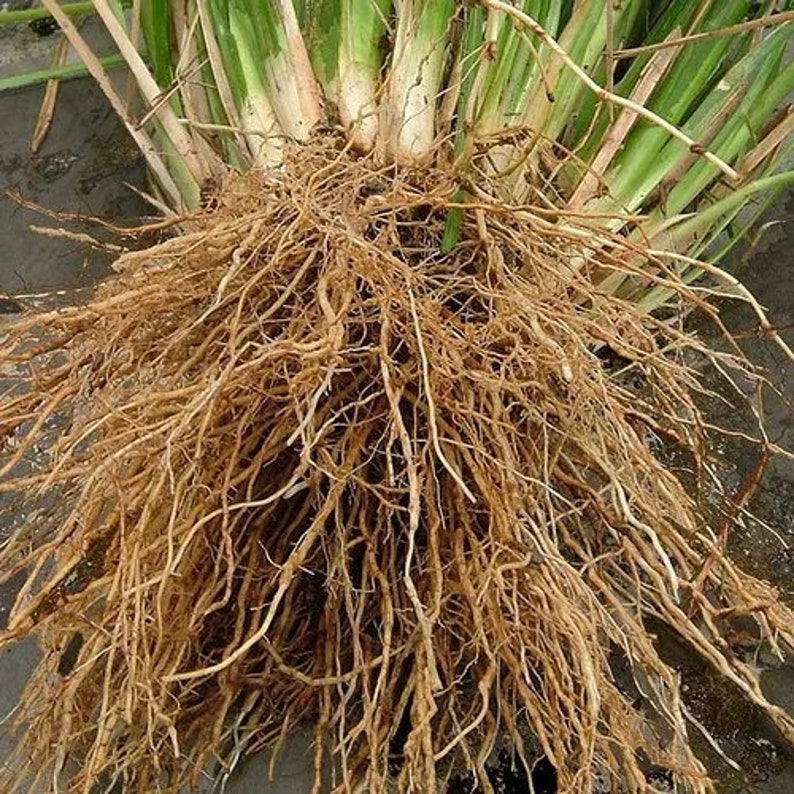 Organic Vetiver Root - Natural Organic Herb - Chrysopogon Zizanioides ...