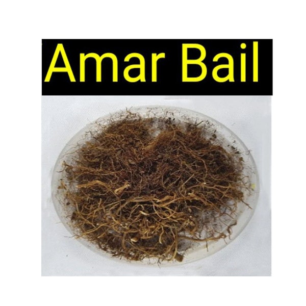 Organic Vetiver Root Natural Organic Herb Chrysopogon Zizanioides Khus ...