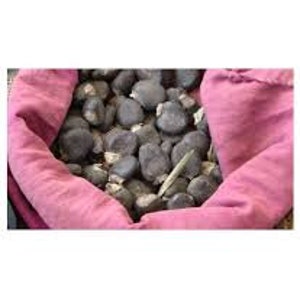 Pure Bhilawa Seeds,raw Herbs Bilva Beej,bhilava,bilwa,jadi Booti,single ...