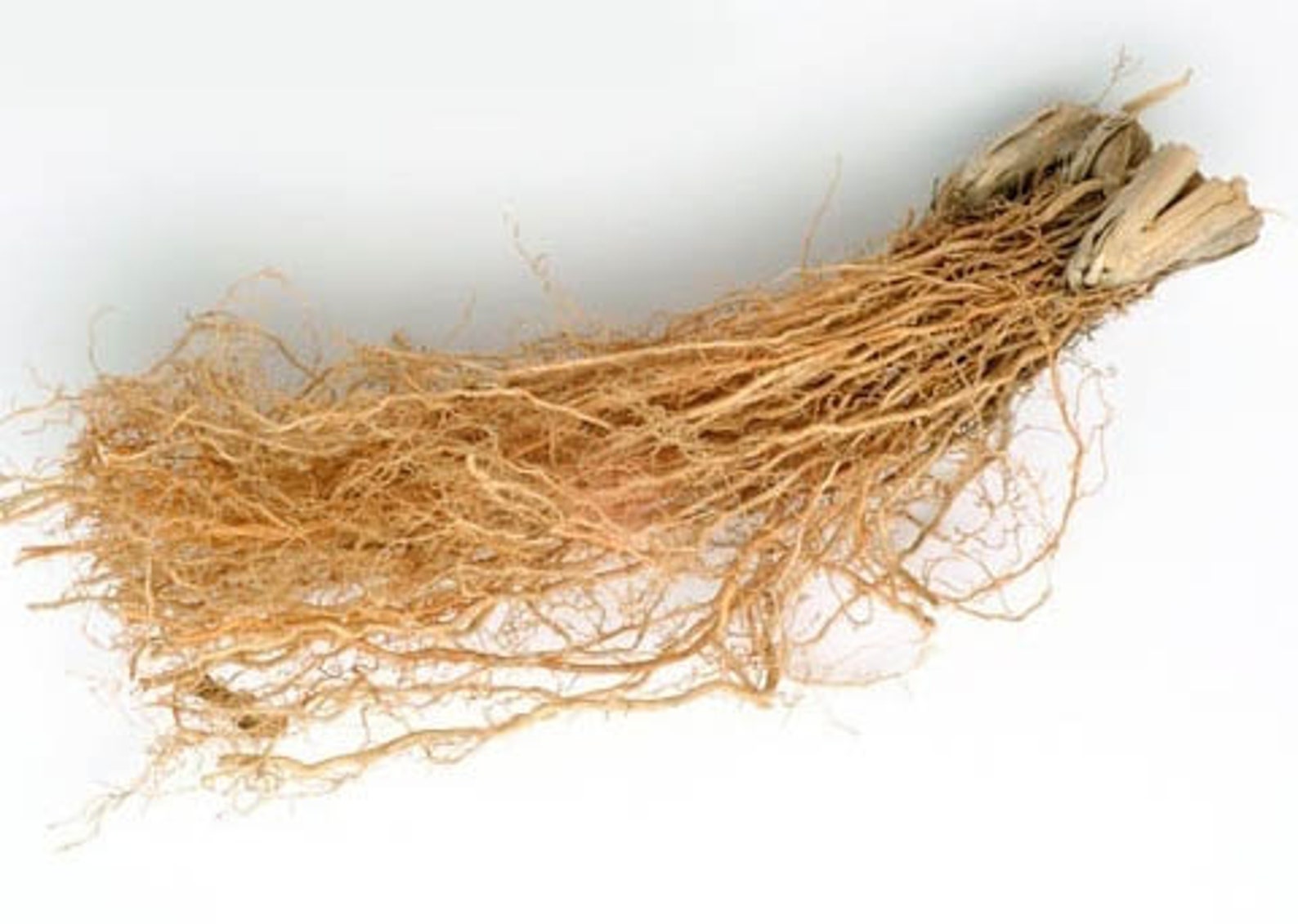 Organic Vetiver Root Natural Organic Herb Chrysopogon - Etsy