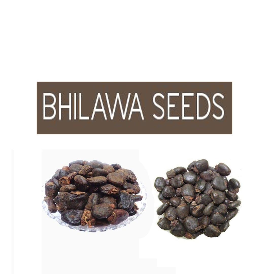 Pure Bhilawa Seeds,raw Herbs Bilva Beej,bhilava,bilwa,jadi Booti,single ...