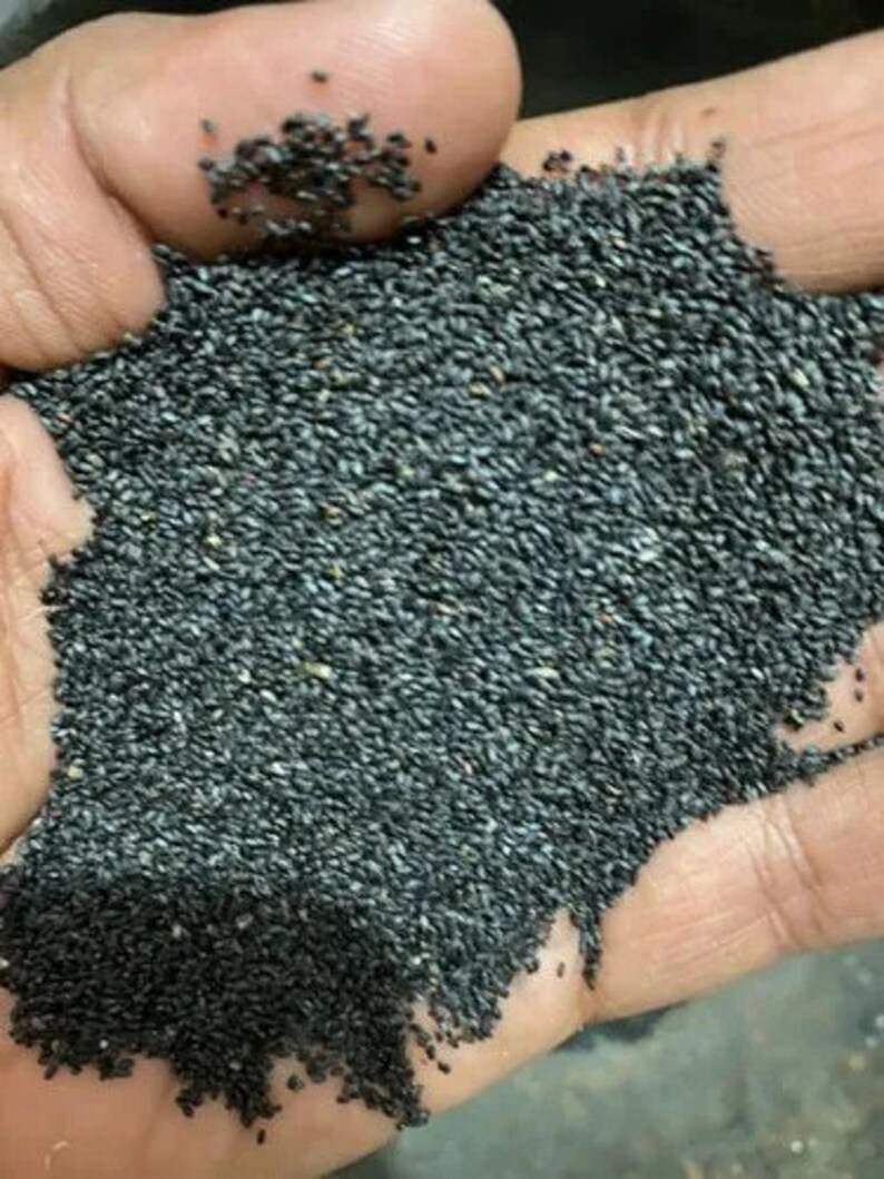 Organic Babchi - Pure Karboga Arisi - Babchi Seeds - Hakuchi ...