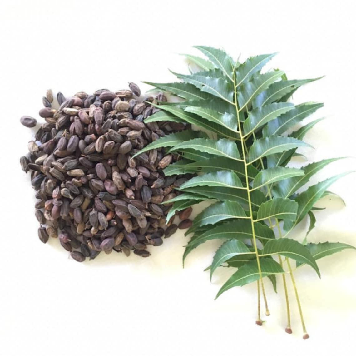 Neem Tree Seeds, Azadirachta Indica Seed, Neem Seed, Azadirachta Indica ...