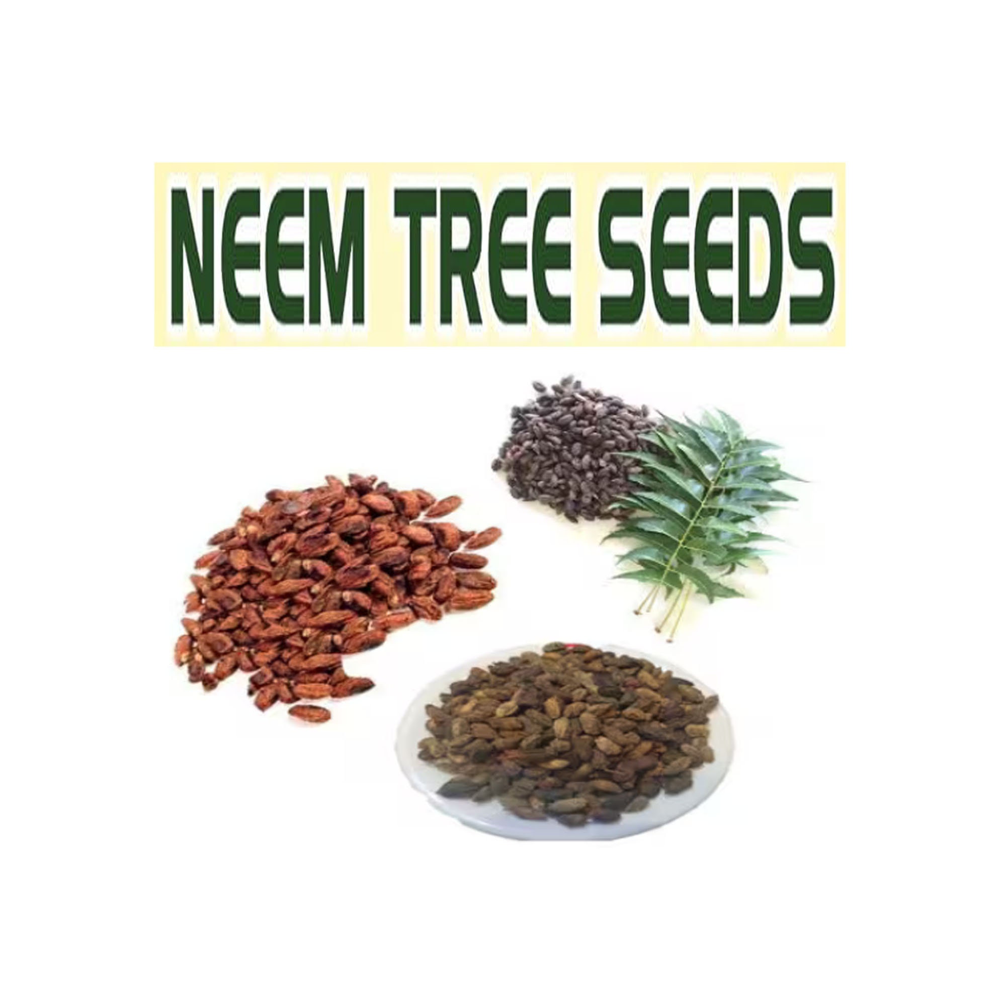 Neem Tree Seeds, Azadirachta Indica Seed, Neem Seed, Azadirachta Indica ...