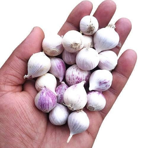 Organic Solo Garlic, Wild Single Clove Garlic, Java Solo Garlic Single ...