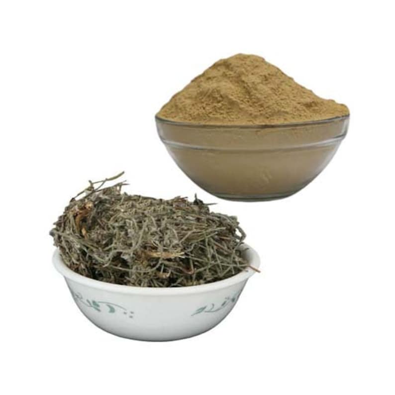 Shankhapushpi, Shankhapushpi Leaves, Convolvulus Pluricaulis, Raw Herbs ...