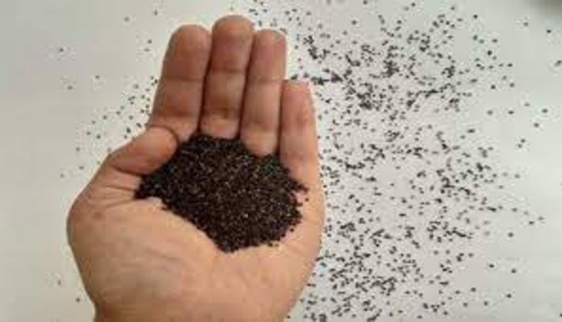 Organic Jakhya Seed, Wild Mustard, Himalayan Jakhya, Cleome Viscose ...