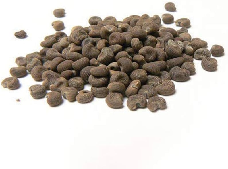 Musk Ambrette, Whole Dried Ambrette Seeds, Abelmoschus Moschatus ...