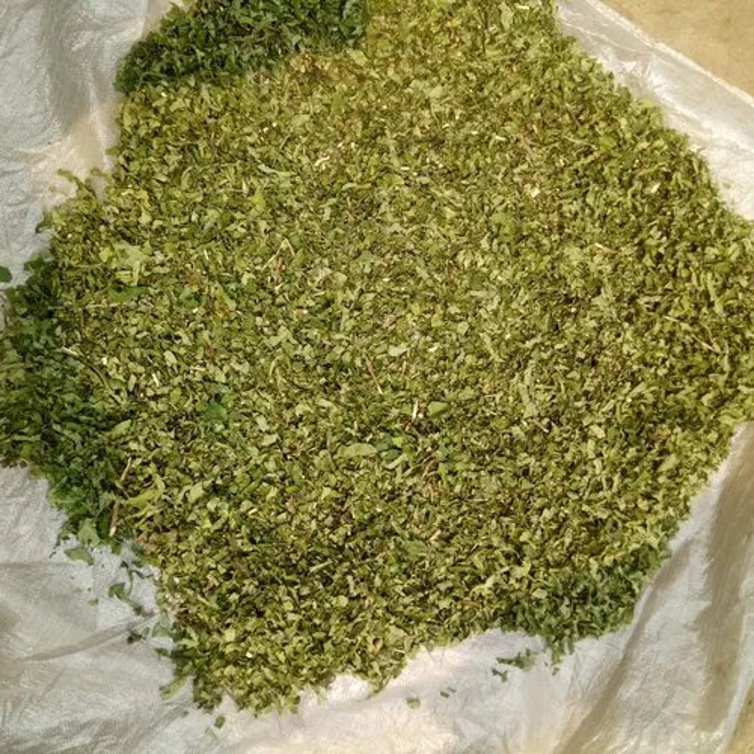 Organic Justicia Adhatoda Leaf and Powder, Vasica Malabar Nut Aadulsa ...