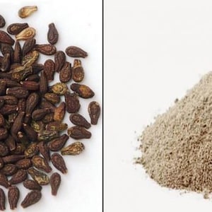 Shivlangi, Shivlingi, Bryonia Laciniosa, Putrajeevak, Shivlingi Seeds ...