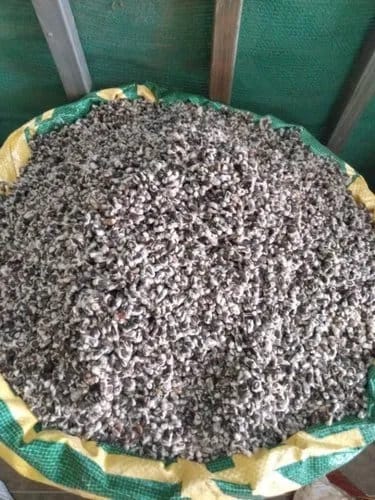 Herbaceous Cotton Plant Seed, Cotton Plant Seeds, Gossypium Herbaceum ...