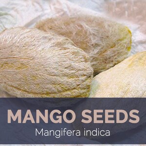 Dried Mango Seed, Mangifera Indica, Raw Herbs, Aam Guthali, Ogbono ...