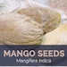 Dried Mango Seed, Mangifera Indica, Raw Herbs, Aam Guthali, Ogbono ...