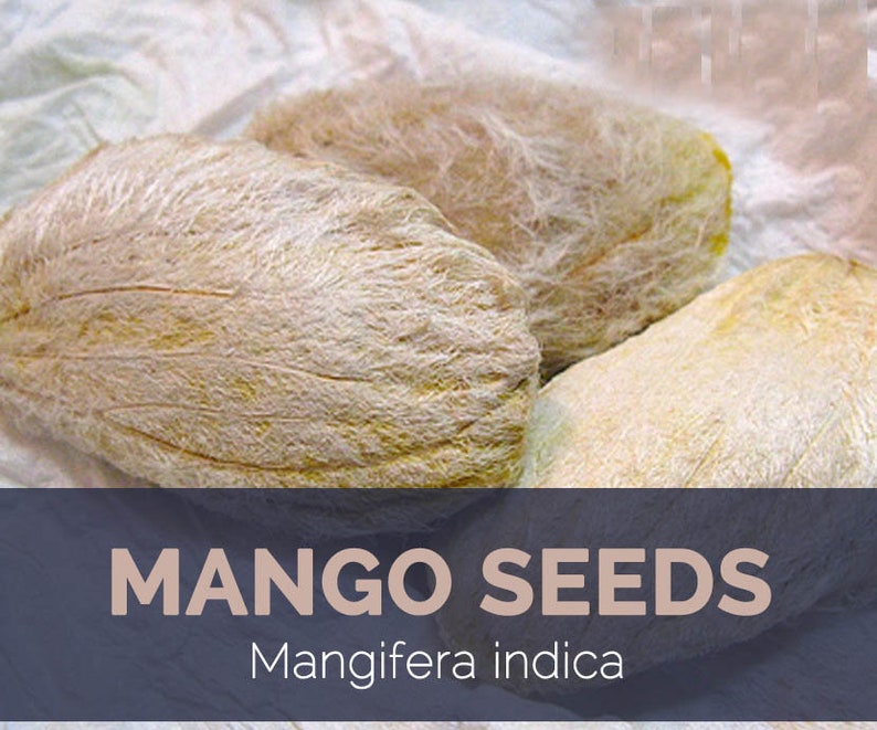 Dried Mango Seed, Mangifera Indica, Raw Herbs, Aam Guthali, Ogbono ...