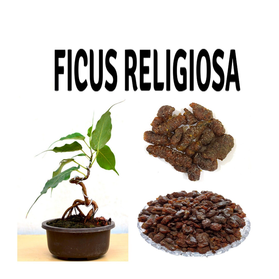 Lakh Pipal, Ficus Religiosa , Pipal Lakh, Shellac Lac , Lakh Kachli ...