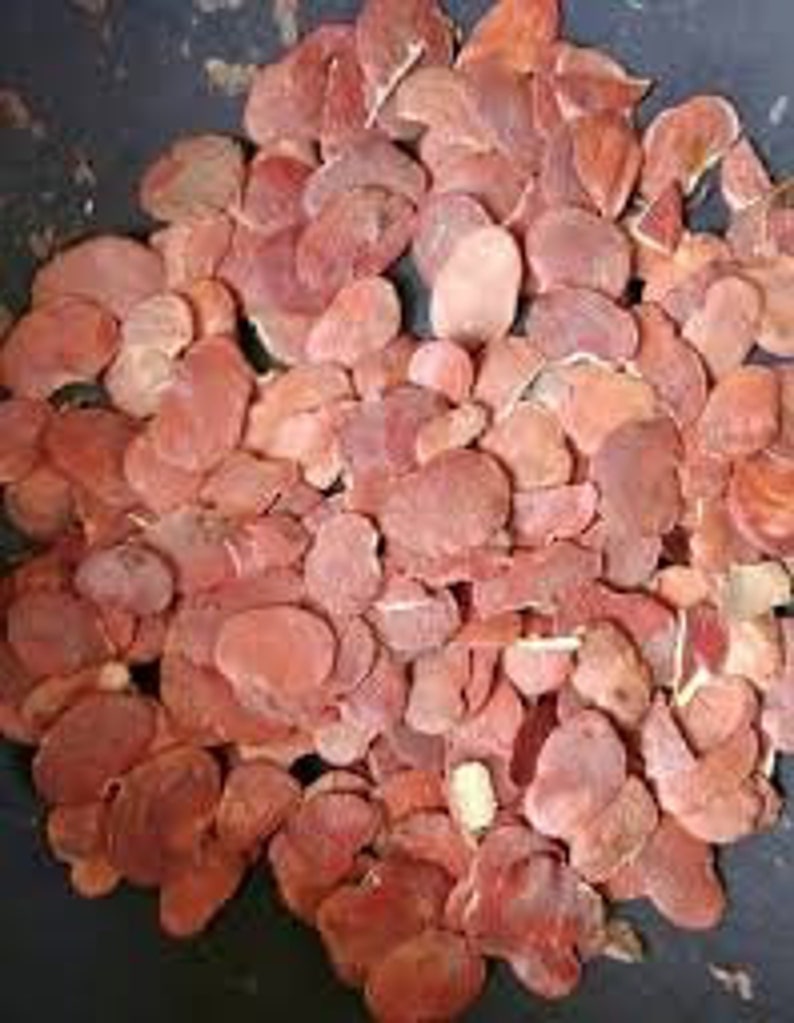 Palas Beej, Butea Monosperma Seeds, Palash Seeds, Bilas Papda, Tesu ...