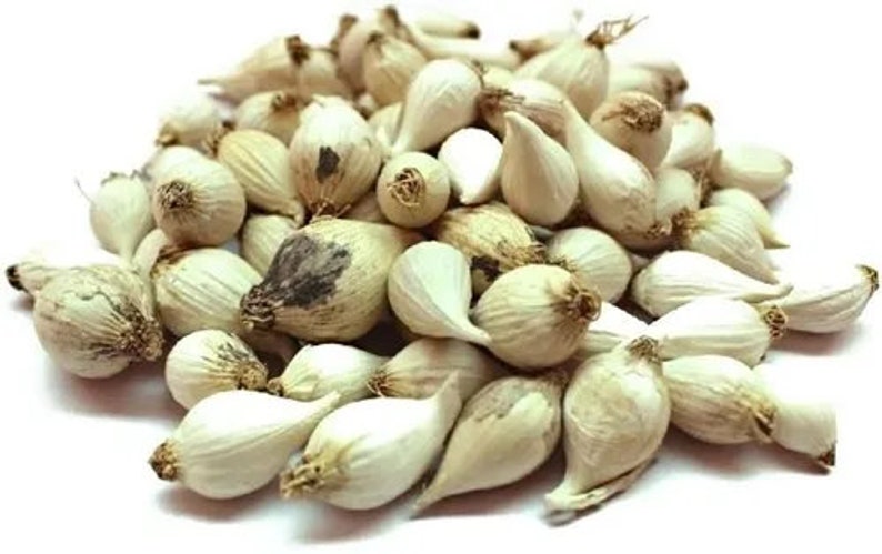 Organic Solo Garlic, Wild Single Clove Garlic, Java Solo Garlic Single ...