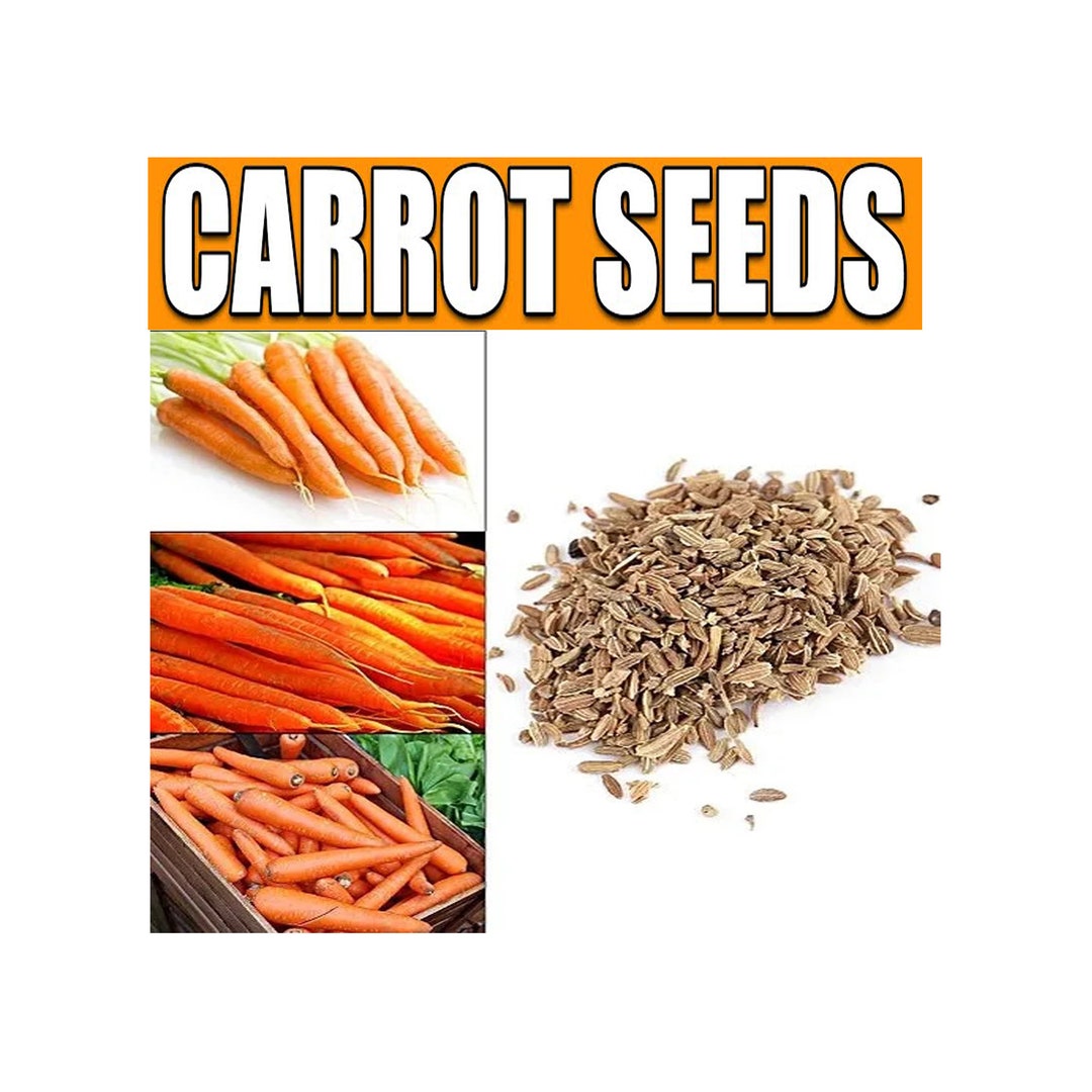 Edible Carrot Seeds ,gajar K Beej ,indian Herb,daucus Carota,beej Gajar ...