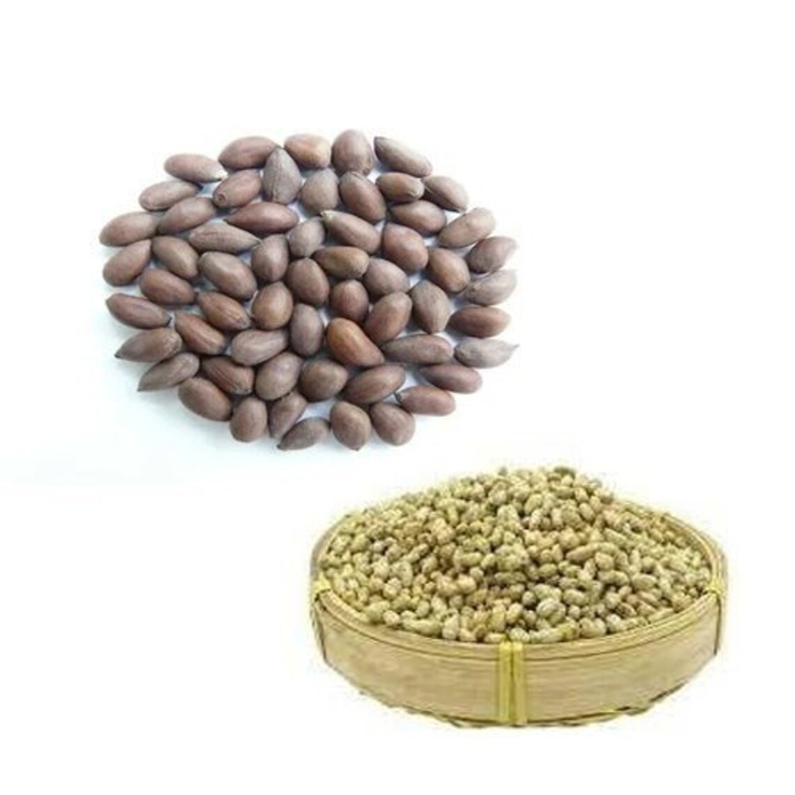 Herbaceous Cotton Plant Seed, Cotton Plant Seeds, Gossypium Herbaceum ...