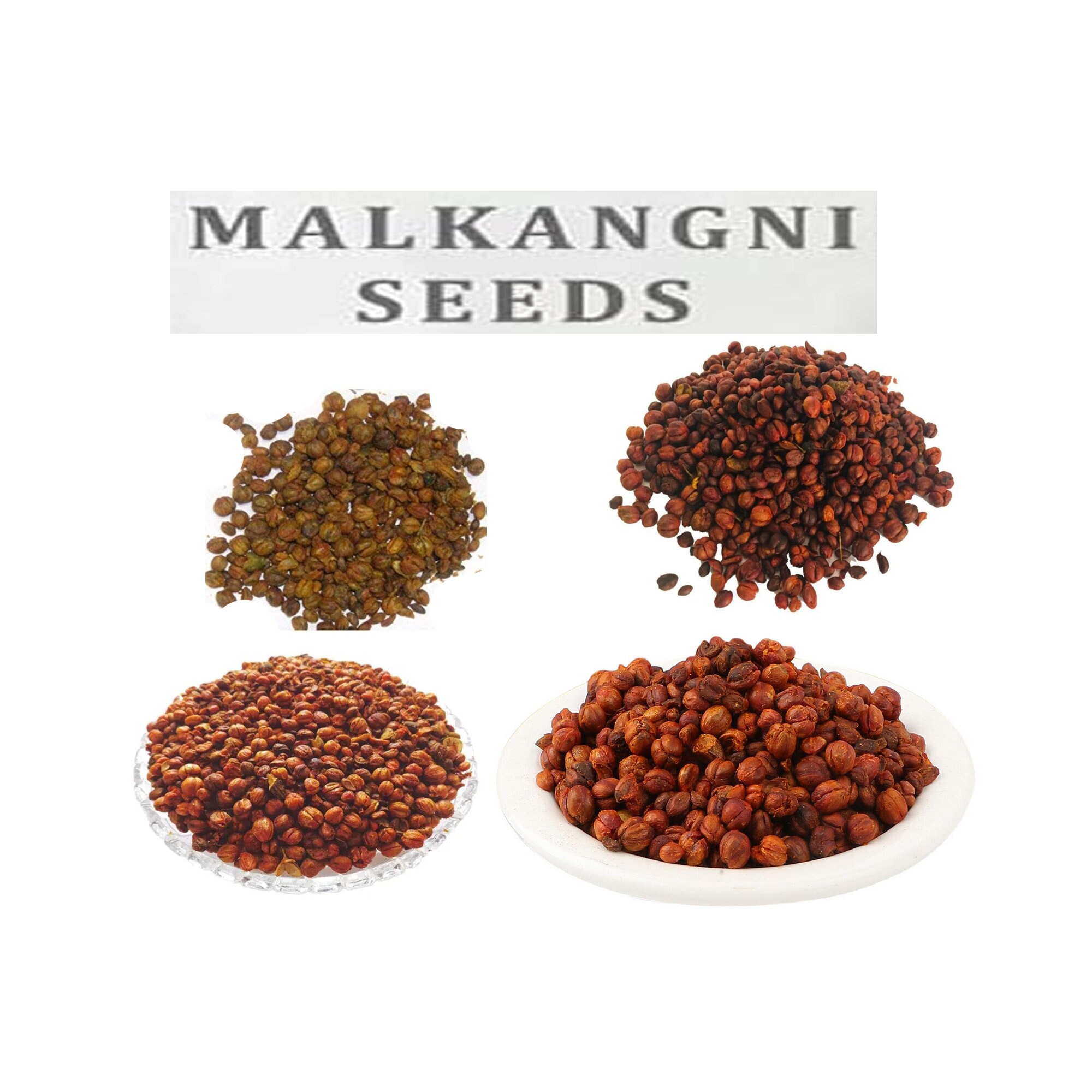 Malkangani Powder, Malkangani Seed, Celastrus Paniculatus, Jyotishmati ...