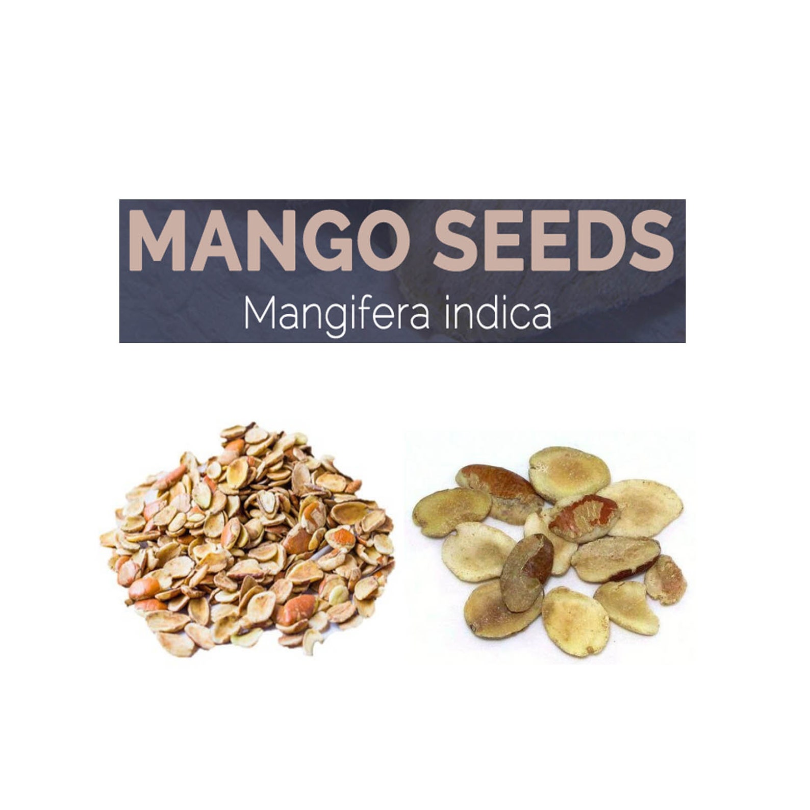 Dried Mango Seed, Mangifera Indica, Raw Herbs, Aam Guthali, Ogbono ...