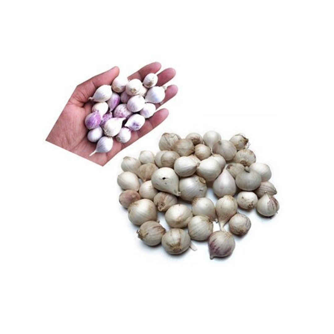 Organic Solo Garlic, Wild Single Clove Garlic, Java Solo Garlic Single Clove Garlic, Monobulb ...