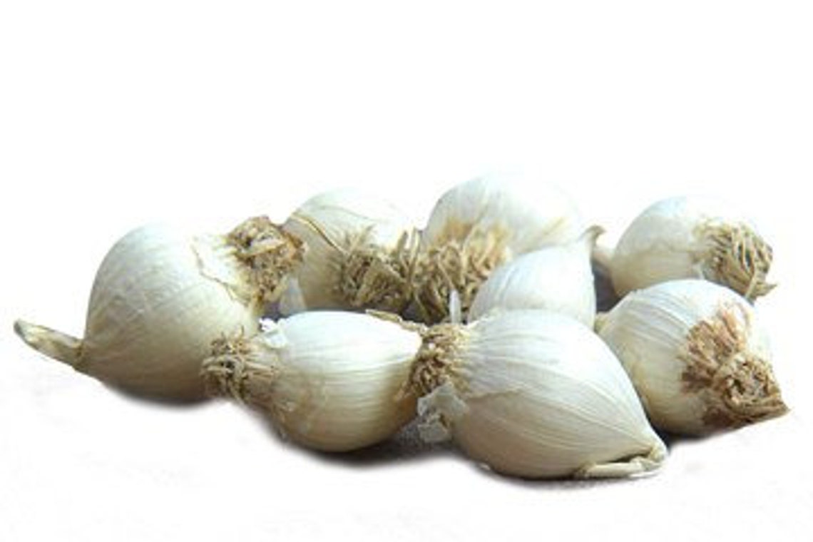 Organic Solo Garlic, Wild Single Clove Garlic, Java Solo Garlic Single ...